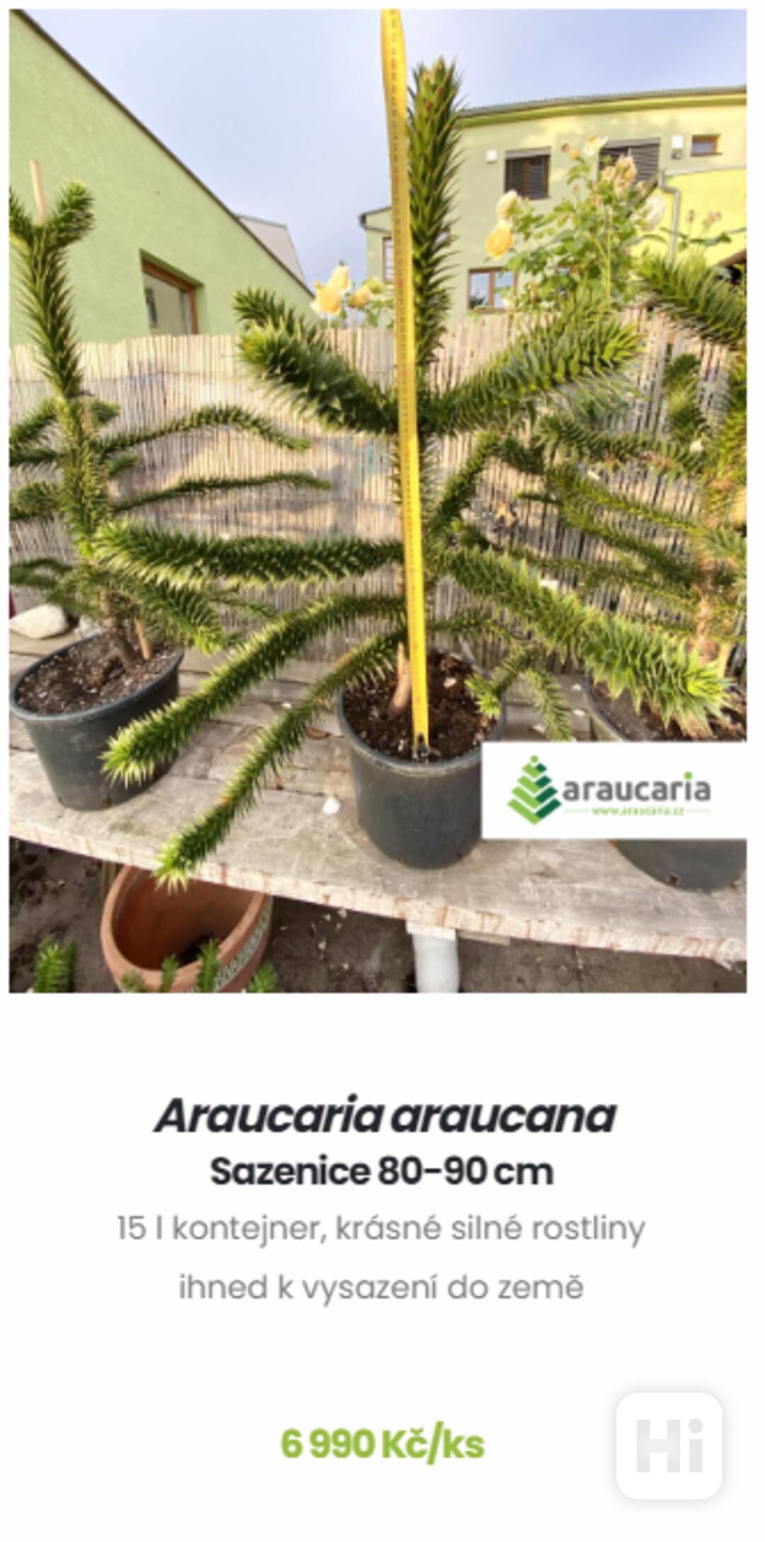 Blahočet čilský 15 až 90 cm - Araucaria araucana - bazar - Hyperinzerce.cz