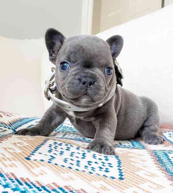 Mini malá štěňátka Francouzský buldočka - bazar - Hyperinzerce.cz