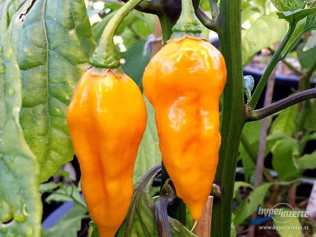 Chilli Devil ´s tongue yellow - semena - bazar - Hyperinzerce.cz