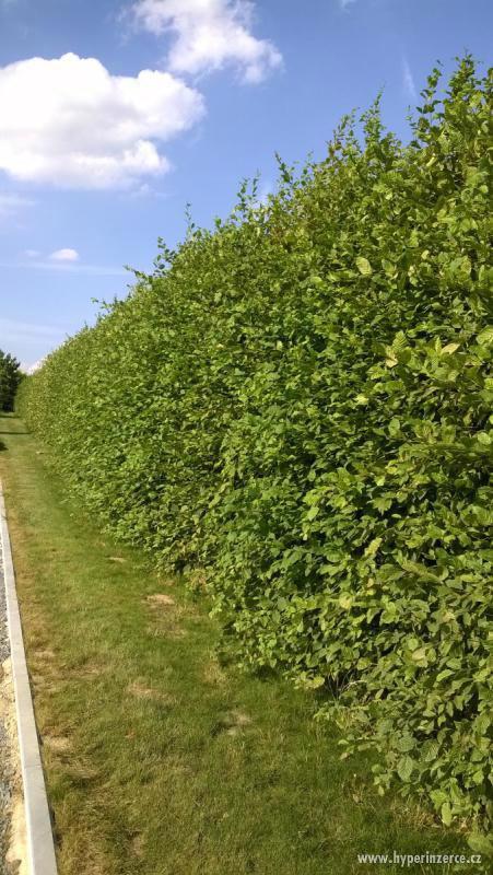 Habr obecný na živé ploty 100cm/95,-kč - bazar - Hyperinzerce.cz