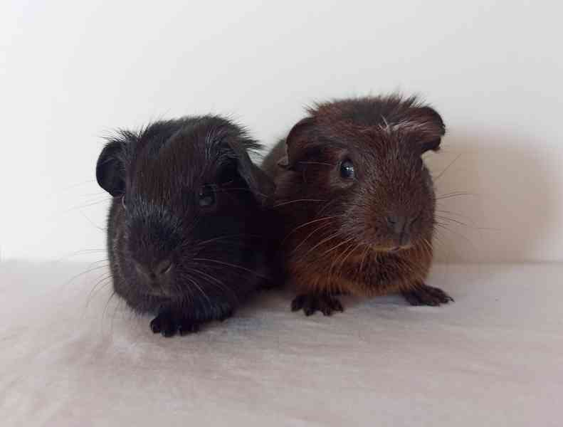 Morčata dvě samičky (HK, Brno) - bazar - Hyperinzerce.cz