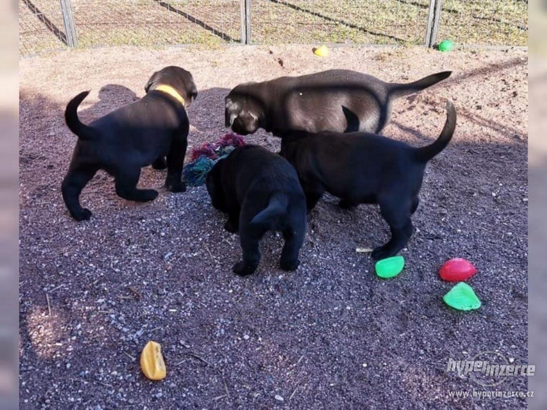 Krásné černé štěně labradora - bazar - Hyperinzerce.cz
