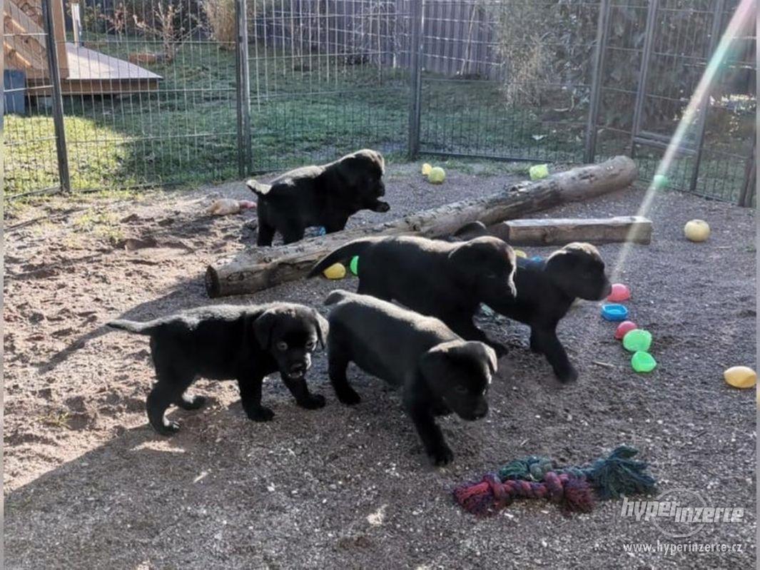 Krásné černé štěně labradora - bazar - Hyperinzerce.cz
