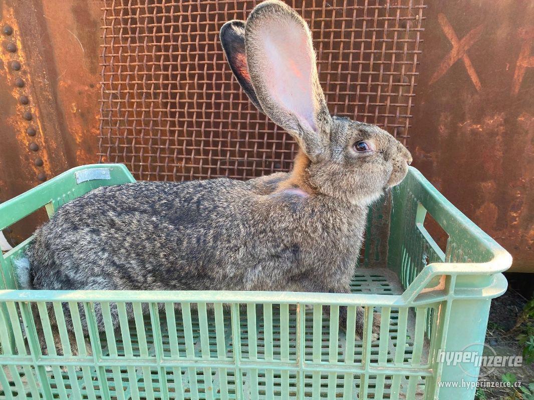 Belgický obr samice samci 5 měsíců - bazar - Hyperinzerce.cz