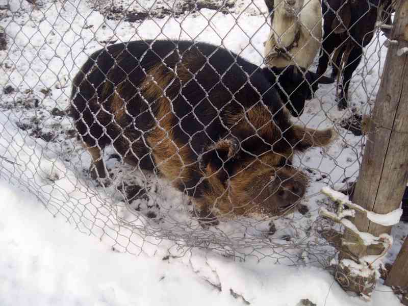 Prase přítulné - bazar - Hyperinzerce.cz