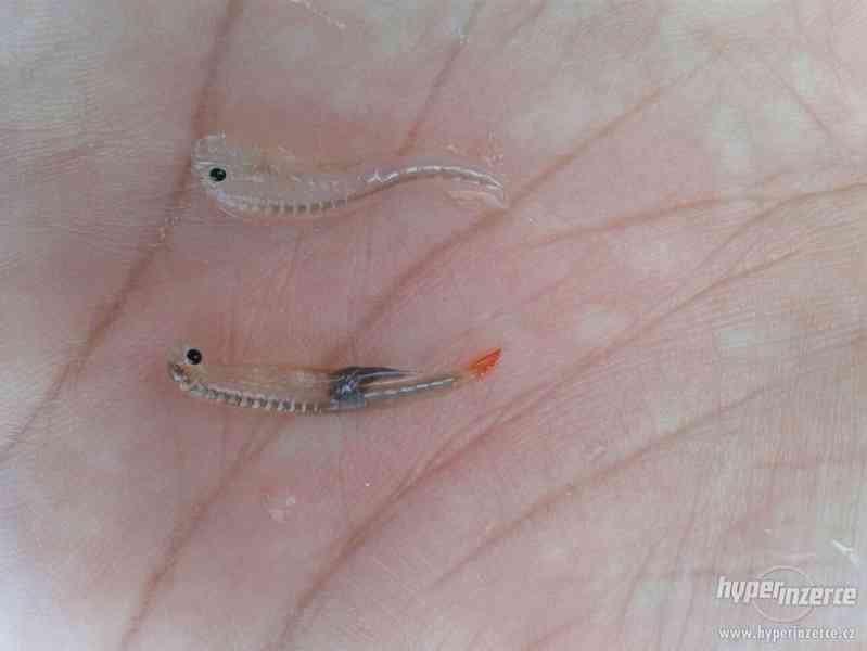 TRIOPS (Listonoh) longicaudatus,australiensis a granarius - bazar ...