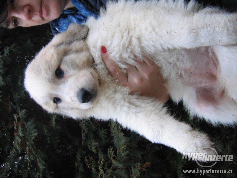 Pyrenejský horský pes - štěňata - bazar - Hyperinzerce.cz