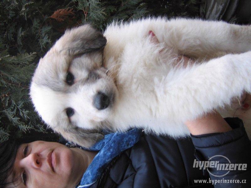 Pyrenejský horský pes - štěňata - bazar - Hyperinzerce.cz
