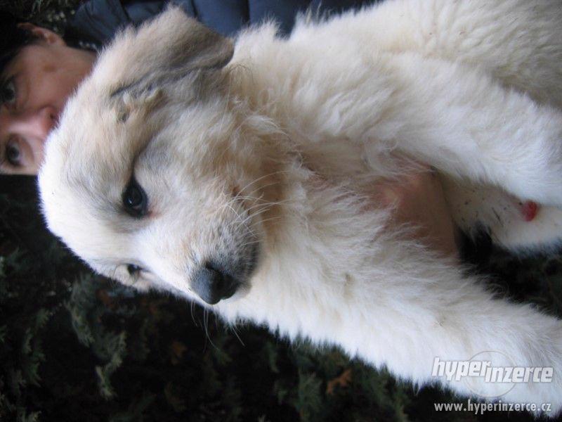 Pyrenejský horský pes - štěňata - bazar - Hyperinzerce.cz