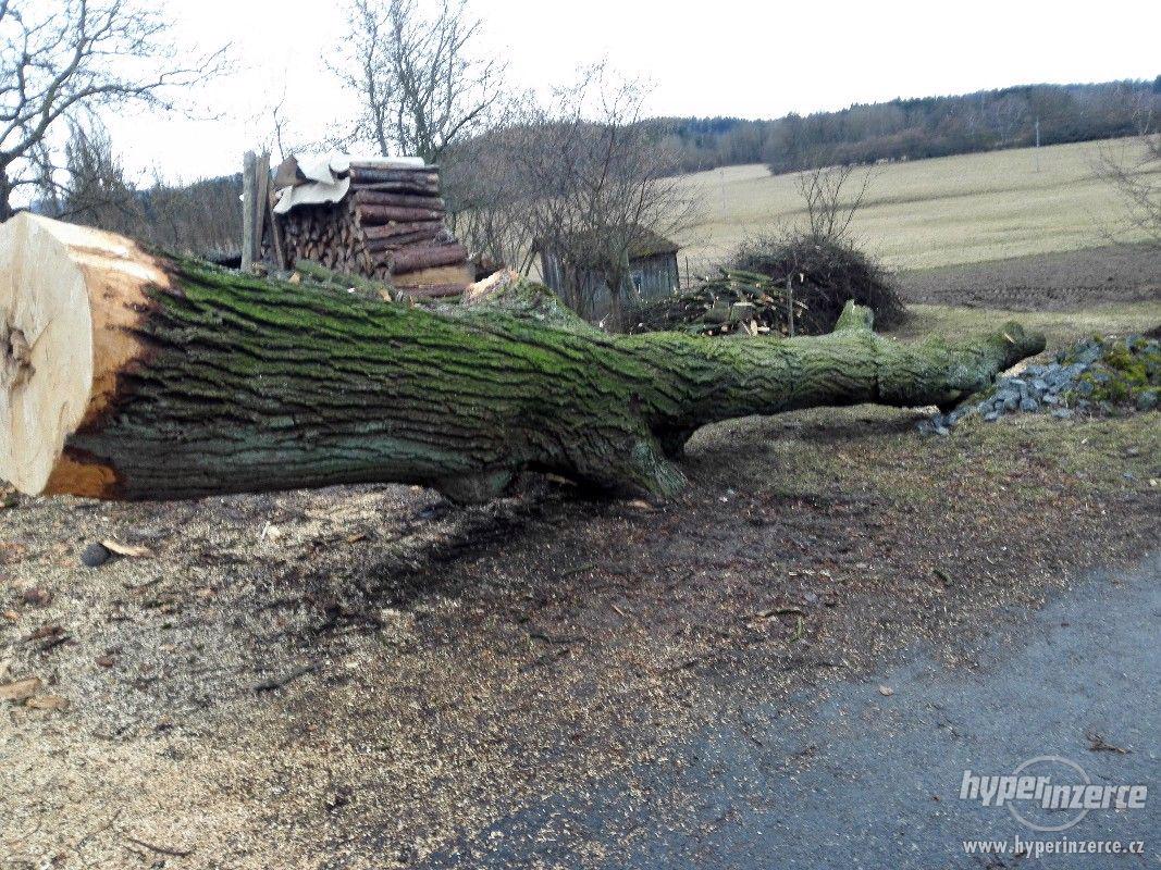 Lipové dřevo (kmen) - pro řezbáře - bazar - Hyperinzerce.cz