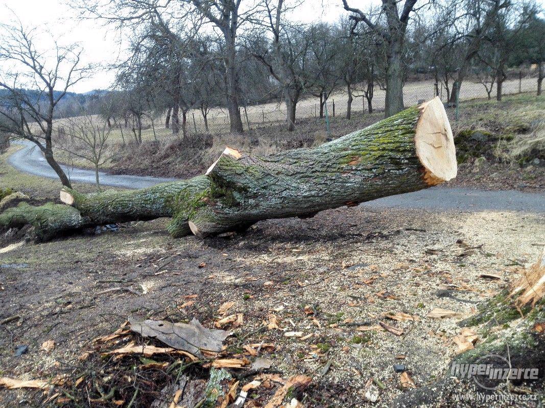 Lipové dřevo (kmen) - pro řezbáře - bazar - Hyperinzerce.cz