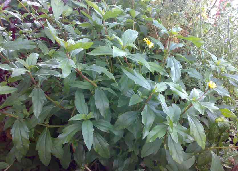 Wedelie čínská - Wedelia calendulacea - květník 19cm - bazar ...