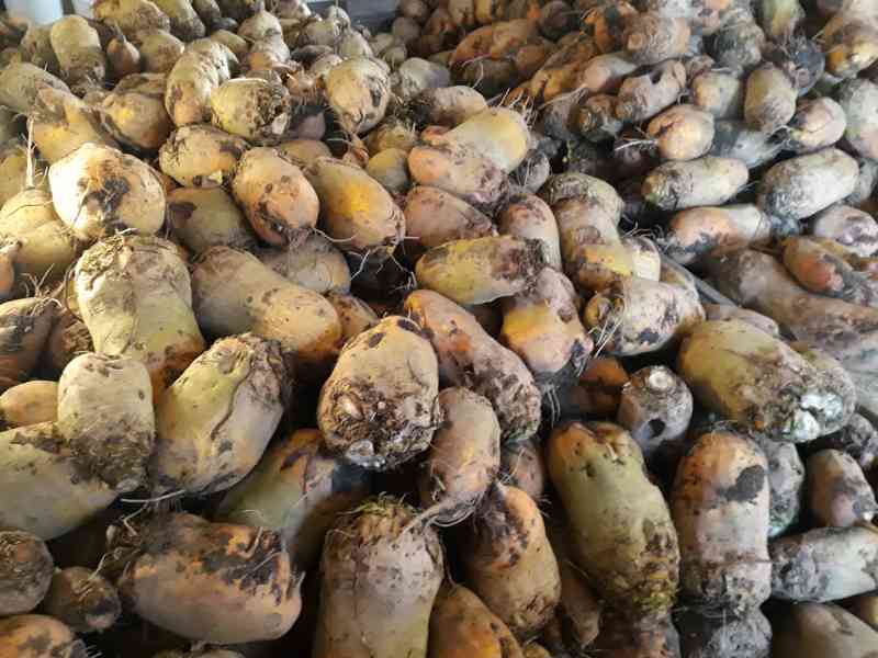 Krmná řepa - bazar - Hyperinzerce.cz