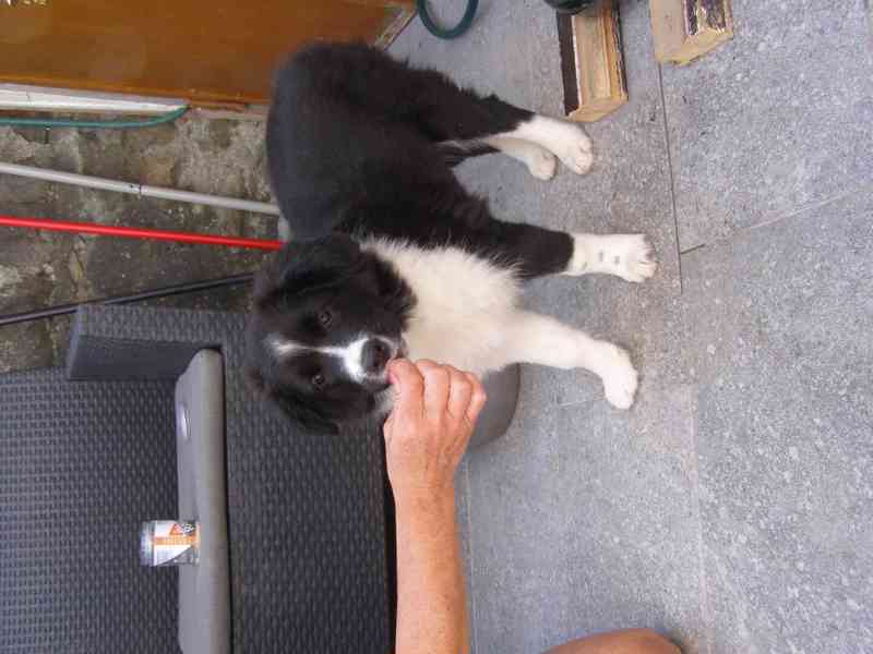 Border Kolie , Border Collie - bazar - Hyperinzerce.cz