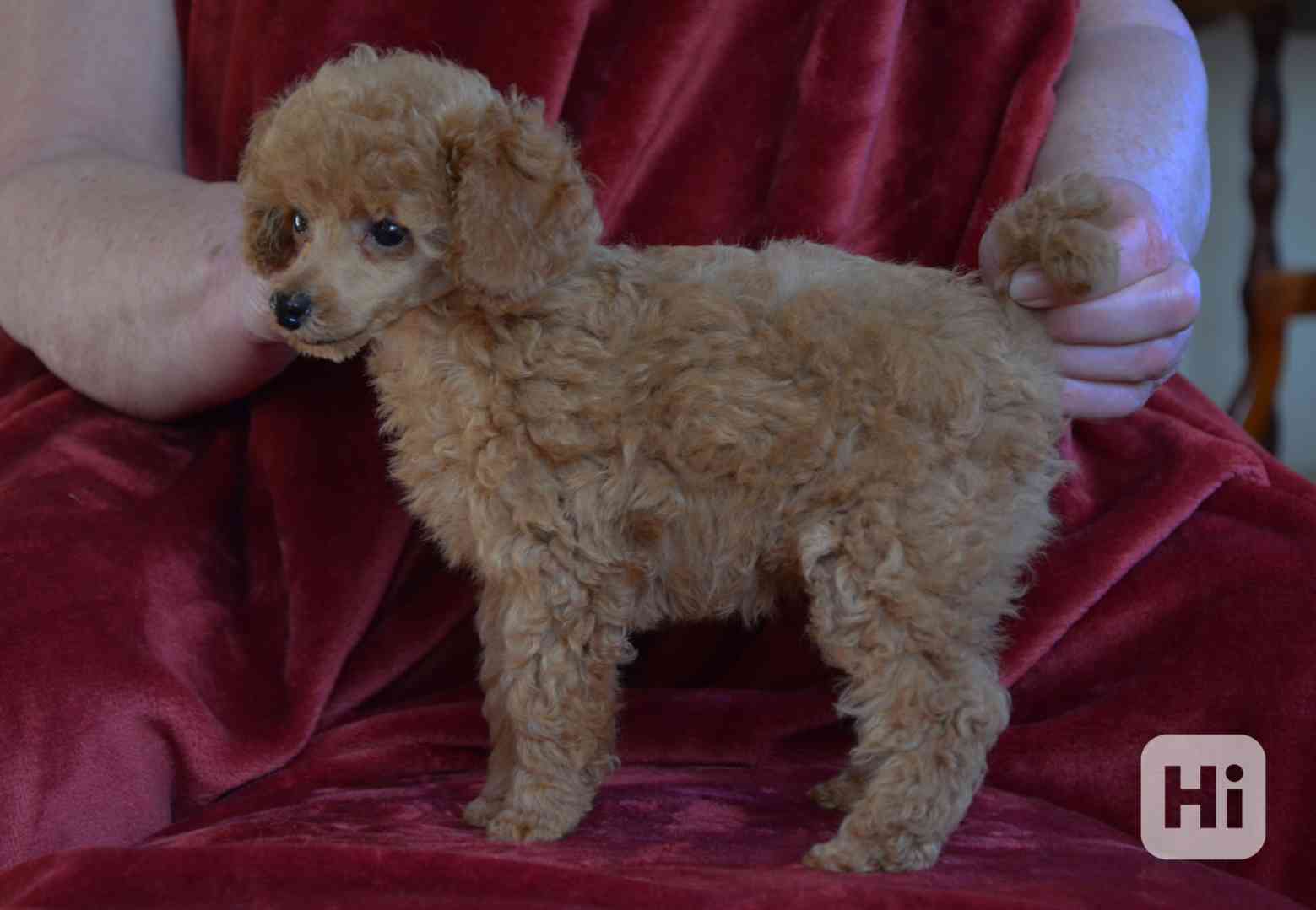 Pudl toy červenoplavý s pp - bazar - Hyperinzerce.cz