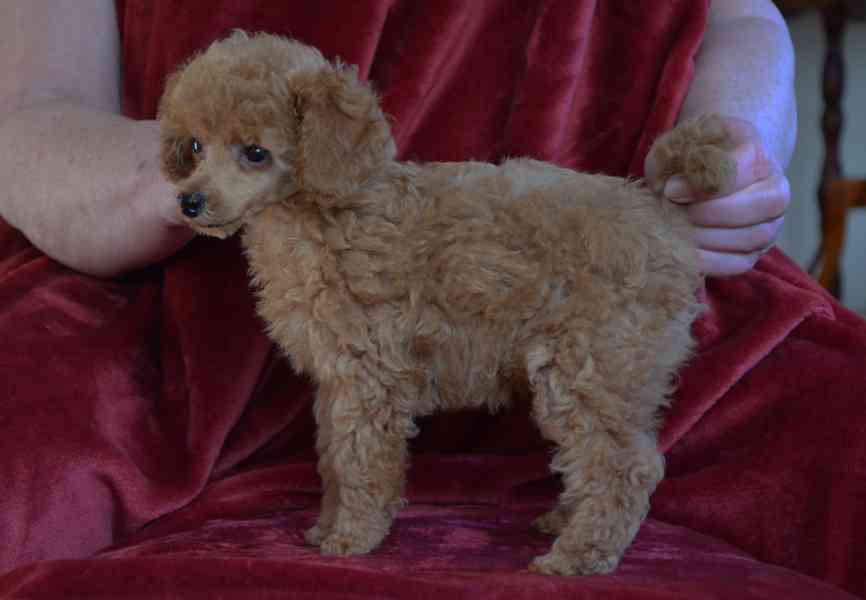 Pudl toy červenoplavý s pp - bazar - Hyperinzerce.cz