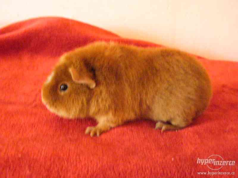 morčata teddy, skinny a rozetové - ruším chov - bazar - Hyperinzerce.cz