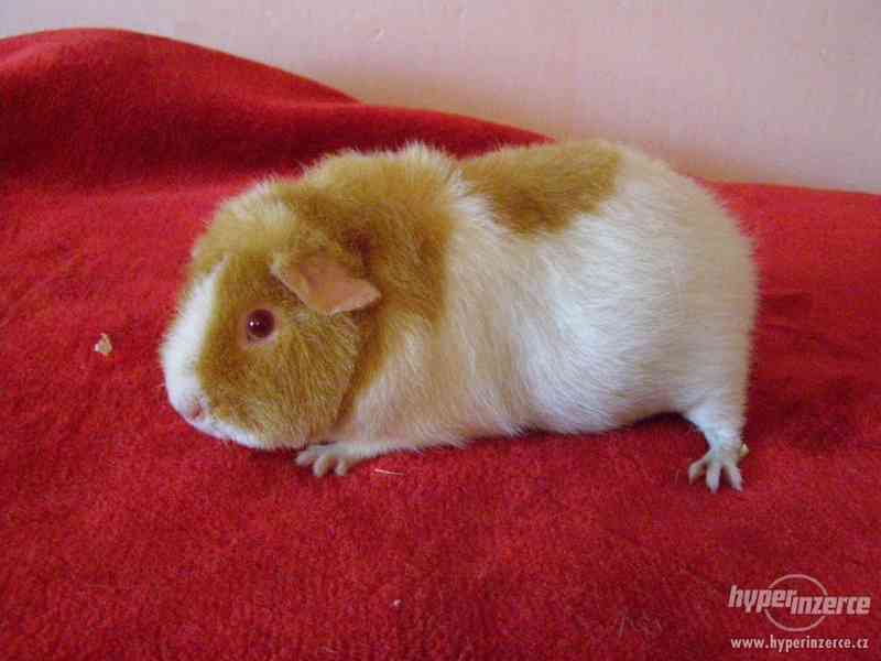 morčata teddy, skinny a rozetové - ruším chov - bazar - Hyperinzerce.cz