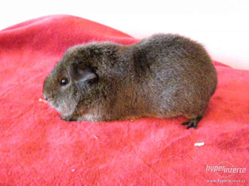 morčata teddy, skinny a rozetové - ruším chov - bazar - Hyperinzerce.cz