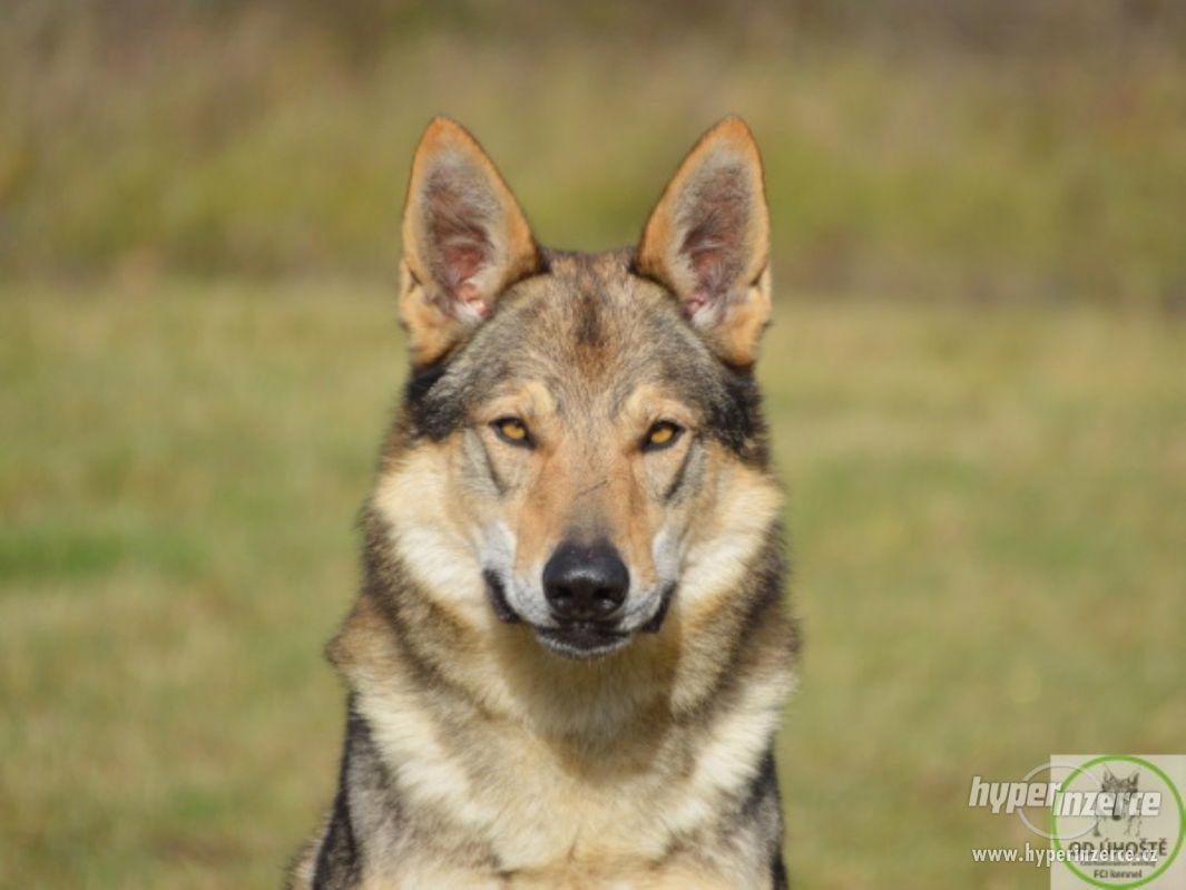 Československý vlčák s PP - bazar - Hyperinzerce.cz