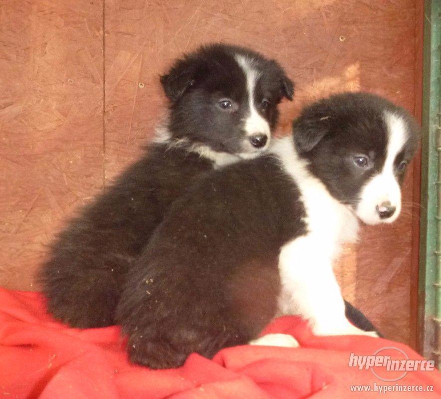 Border Collie ( Border kolie ) - bazar - Hyperinzerce.cz