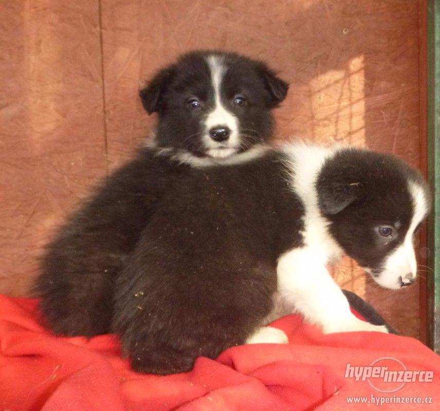 Border Collie ( Border kolie ) - bazar - Hyperinzerce.cz