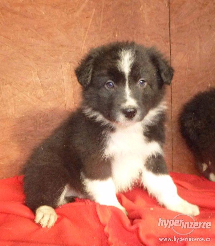 Border Collie ( Border kolie ) - bazar - Hyperinzerce.cz