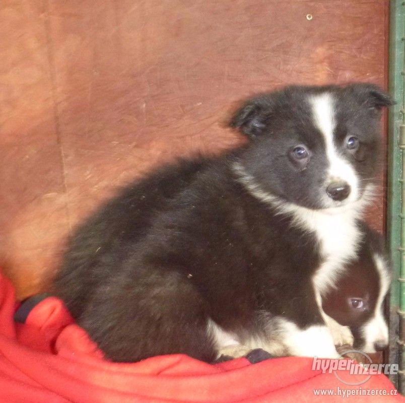 Border Collie ( Border kolie ) - bazar - Hyperinzerce.cz