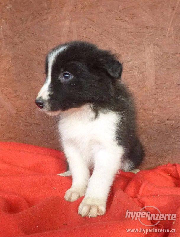 Border Collie ( Border kolie ) - bazar - Hyperinzerce.cz