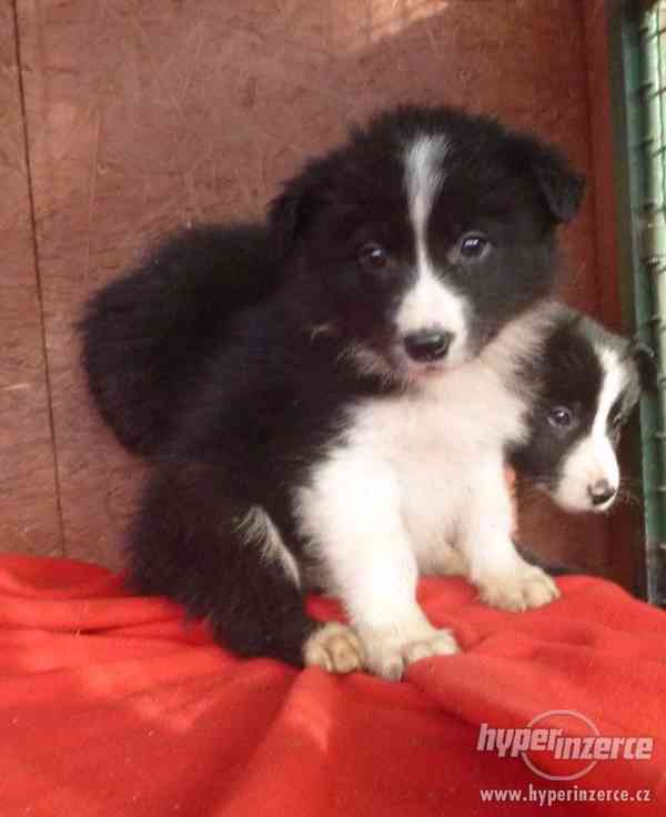Border Collie ( Border kolie ) - bazar - Hyperinzerce.cz
