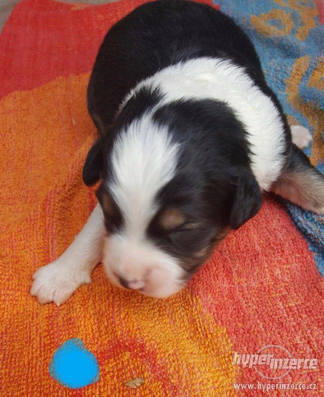 Prodám štěňata australsky pastevecký pes - bazar - Hyperinzerce.cz