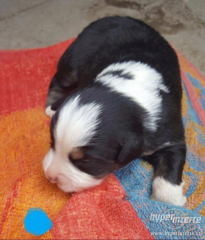 Prodám štěňata australsky pastevecký pes - bazar - Hyperinzerce.cz