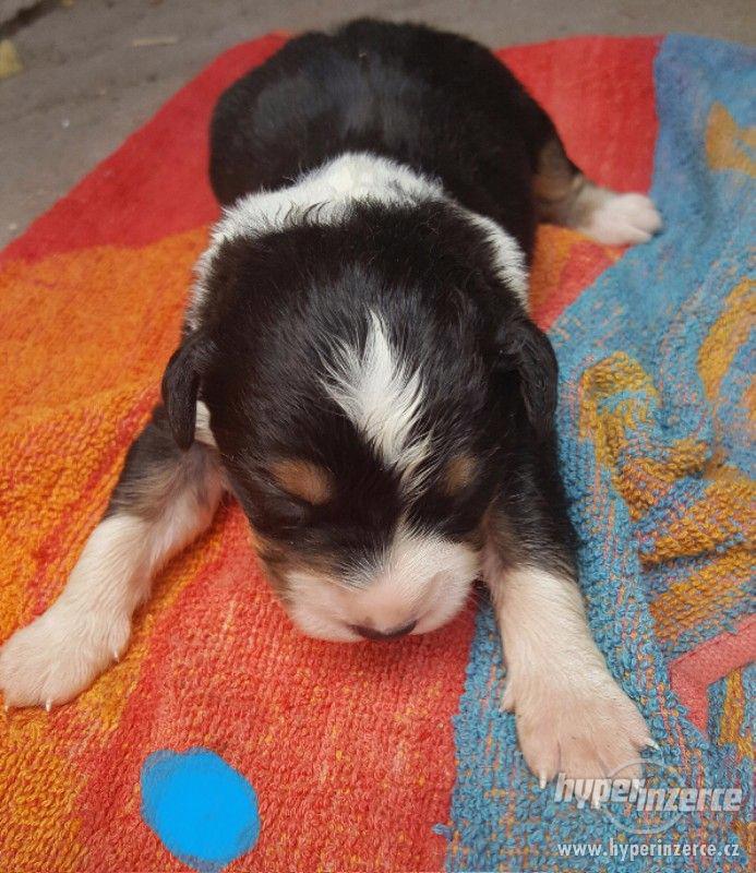 Prodám štěňata australsky pastevecký pes - bazar - Hyperinzerce.cz
