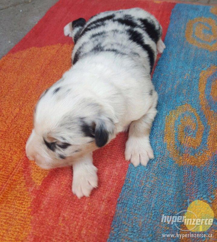 Prodám štěňata australsky pastevecký pes - bazar - Hyperinzerce.cz