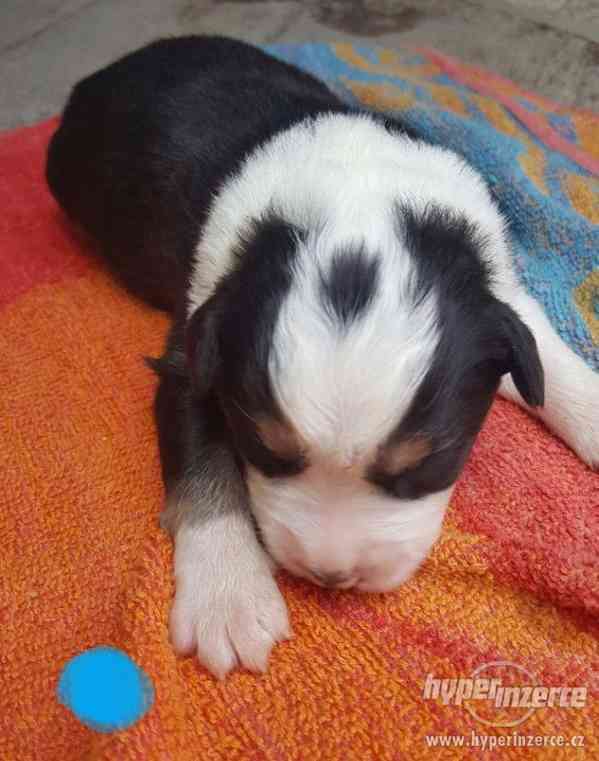 Prodám štěňata australsky pastevecký pes - bazar - Hyperinzerce.cz