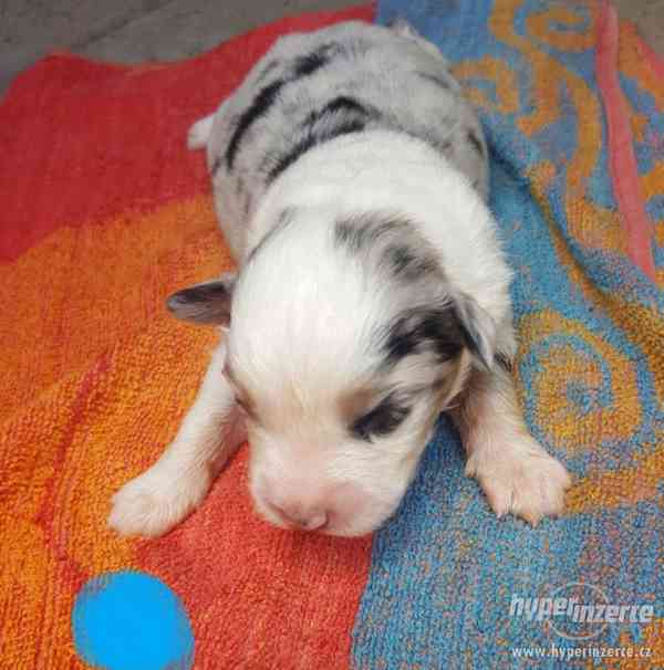 Prodám štěňata australsky pastevecký pes - bazar - Hyperinzerce.cz