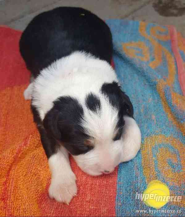 Prodám štěňata australsky pastevecký pes - bazar - Hyperinzerce.cz