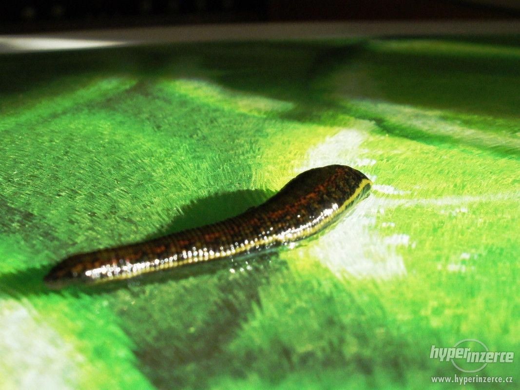 Hirudo medicinalis - pijavice lékařská (z biofarmy) - bazar ...