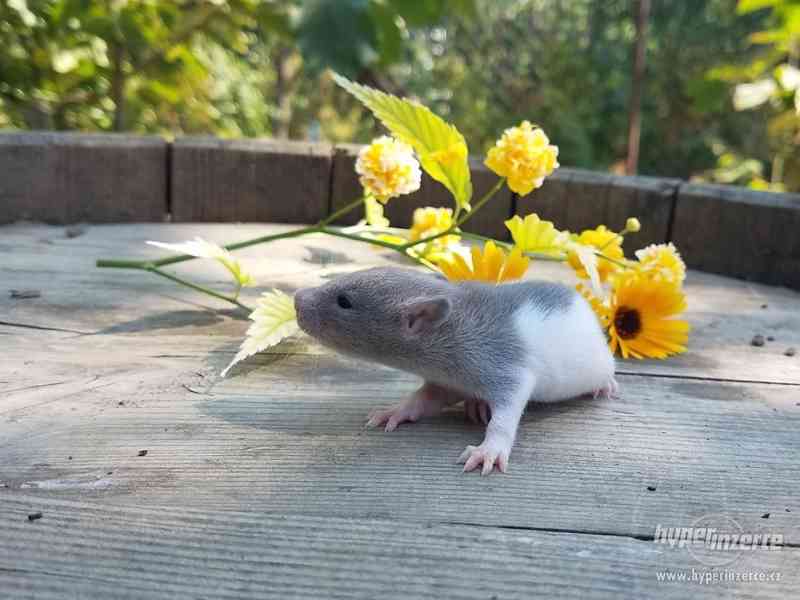 Siamský dumbo potkánci - bazar - Hyperinzerce.cz