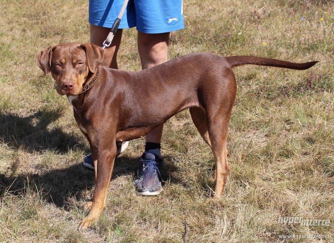 Louisianský leopardí pes - Catahoula s PP - bazar - Hyperinzerce.cz
