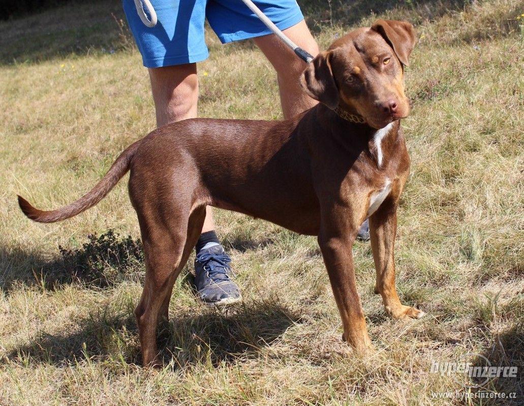 Louisianský leopardí pes - Catahoula s PP - bazar - Hyperinzerce.cz