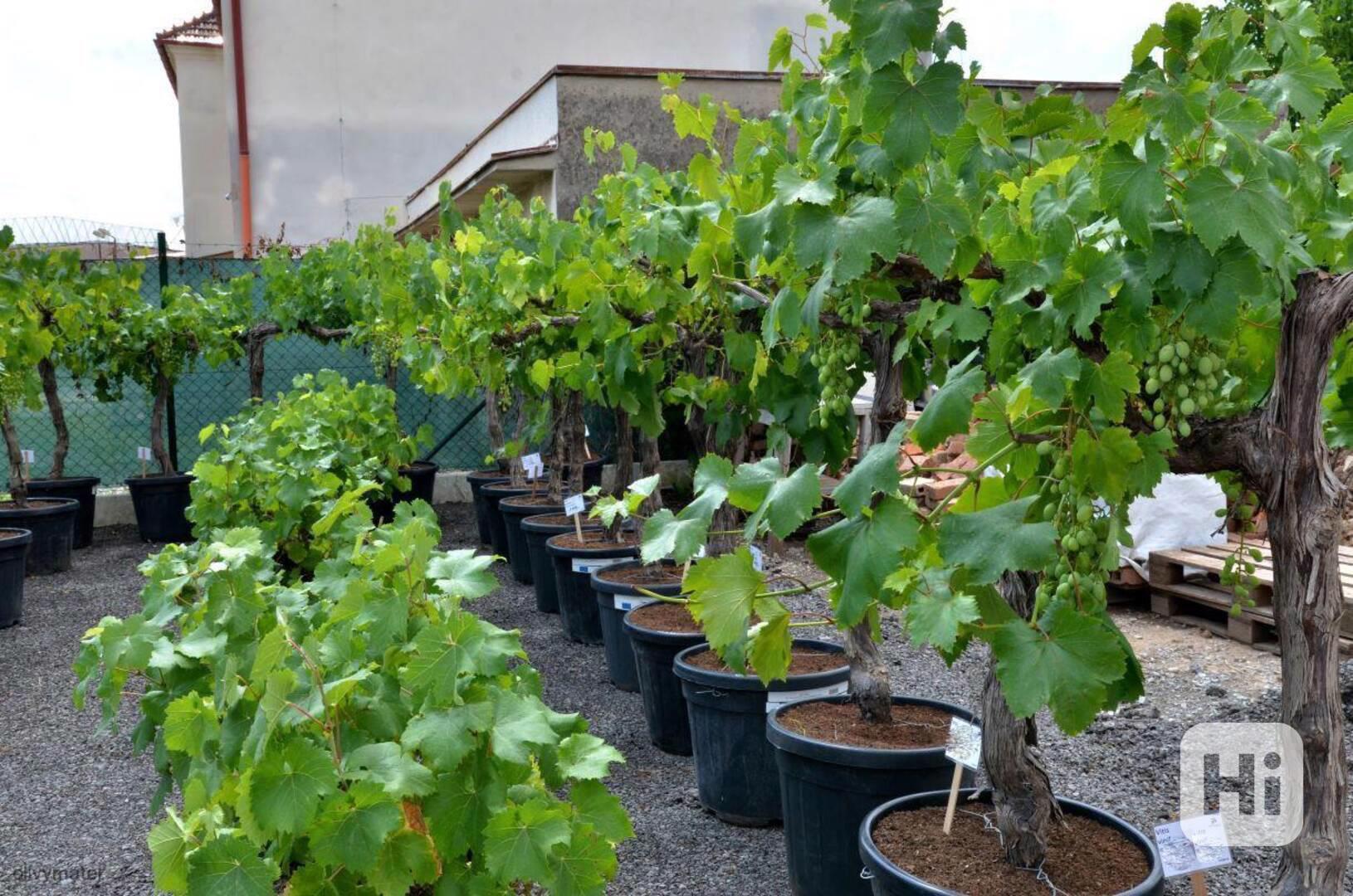 Vinná réva-stolní bílé - bazar - Hyperinzerce.cz