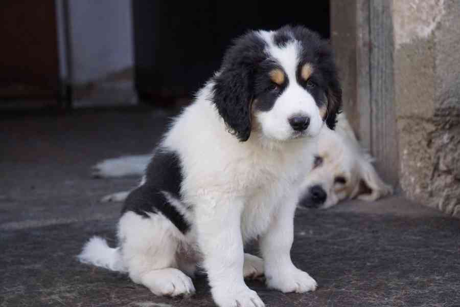 Štěně TORNJAK s PP 2 volní pejsci - bazar - Hyperinzerce.cz