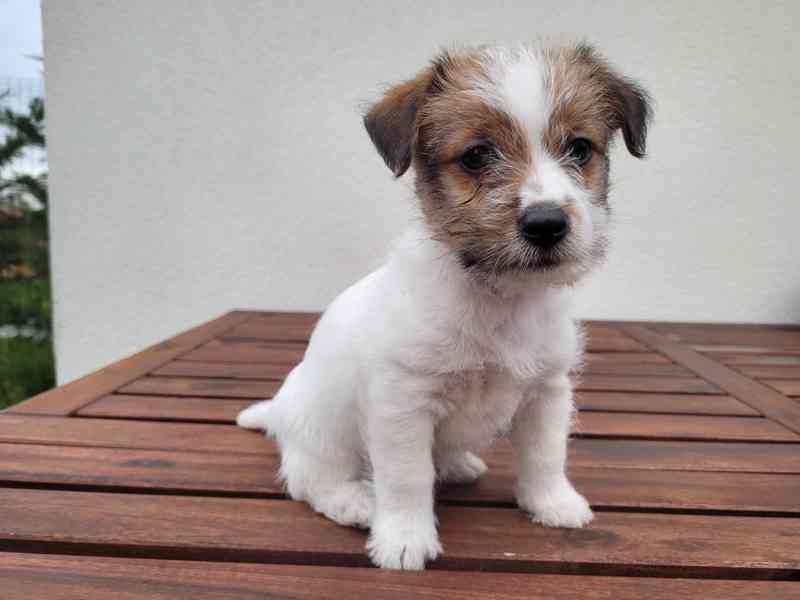 Prodám štěně - fenku Jack Russell Teriera - bazar - Hyperinzerce.cz