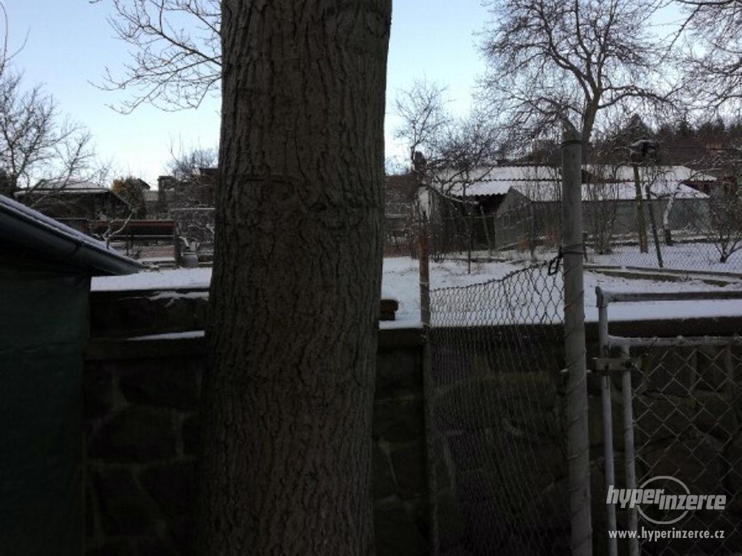 Ořechový kmen - bazar - Hyperinzerce.cz