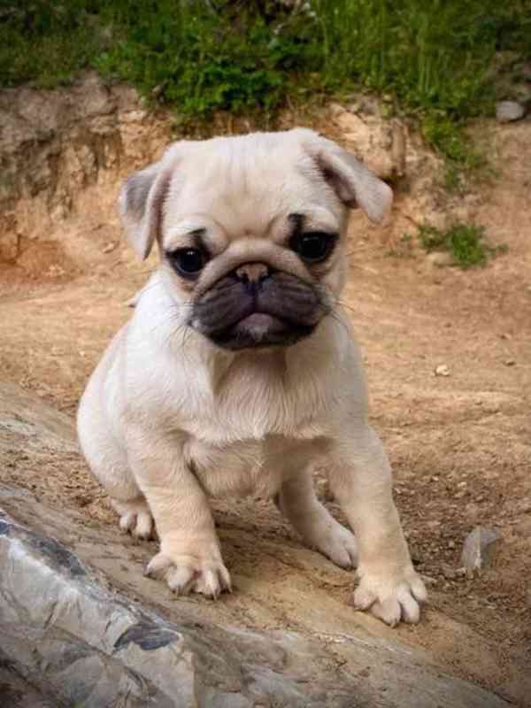 Památná mopsí štěňata - bazar - Hyperinzerce.cz