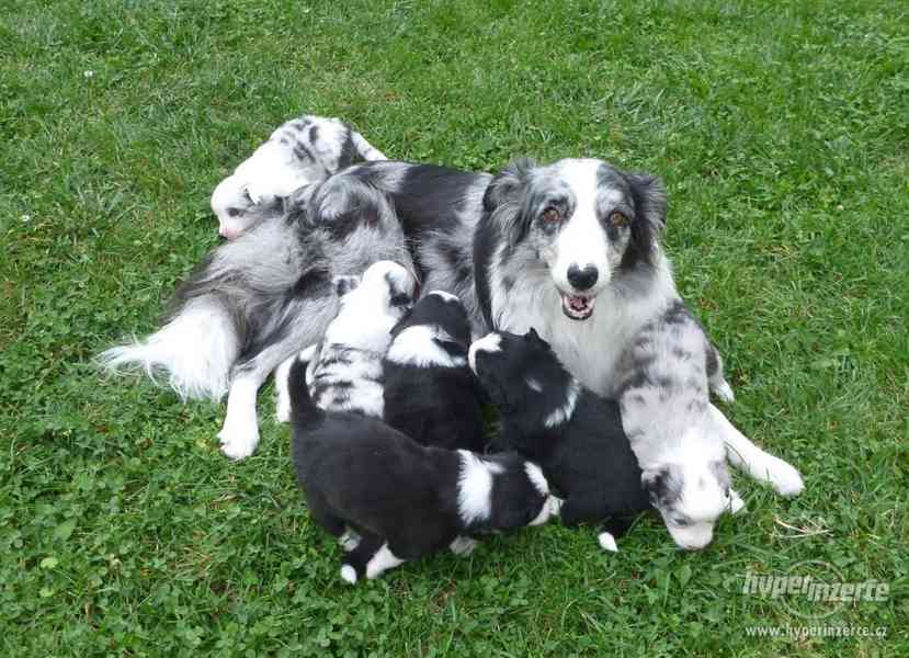 Štěňata border kolie s PP - bazar - Hyperinzerce.cz