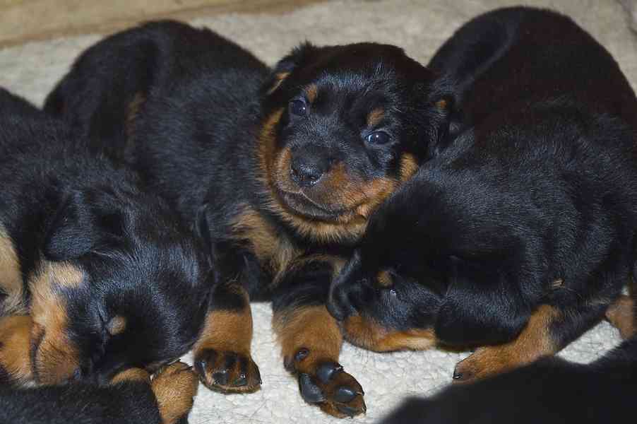 Pes a fena štěňata rotvajlera Pes a fena štěňata rotvajlera - bazar ...