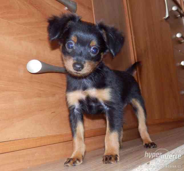 Pražský krysařík dlouhosrstý s PP - bazar - Hyperinzerce.cz