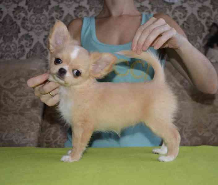 Štenata Civava krátkosrstého - bazar - Hyperinzerce.cz